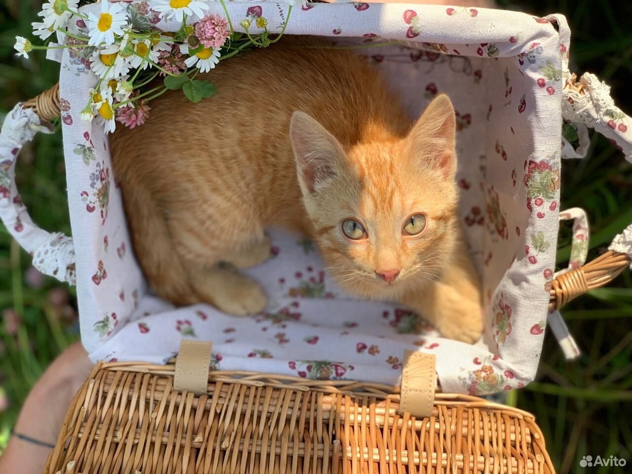 Котодети ищут свою семью