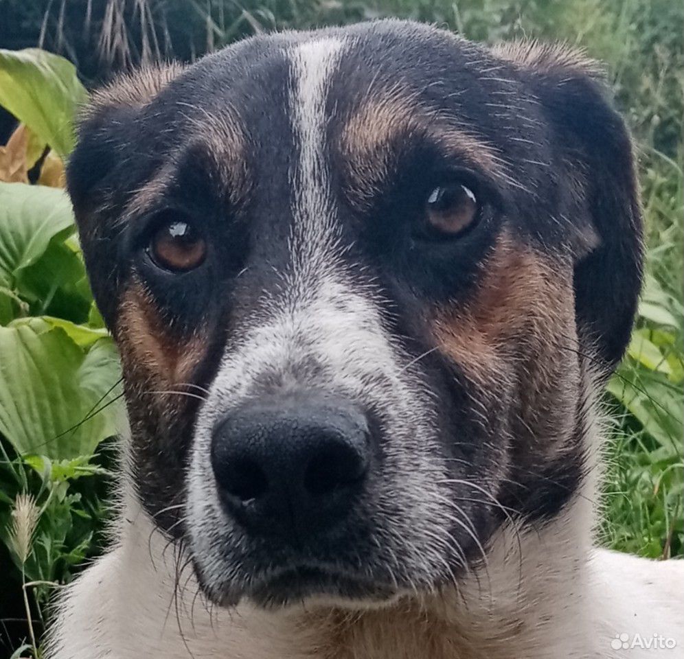 Билли ищет Семью