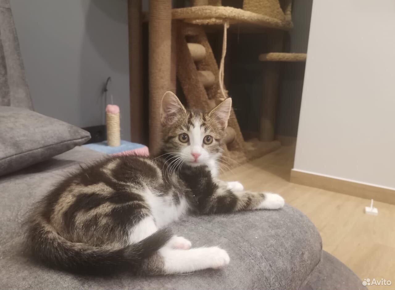 Красавчик Кузька,2,5 мес