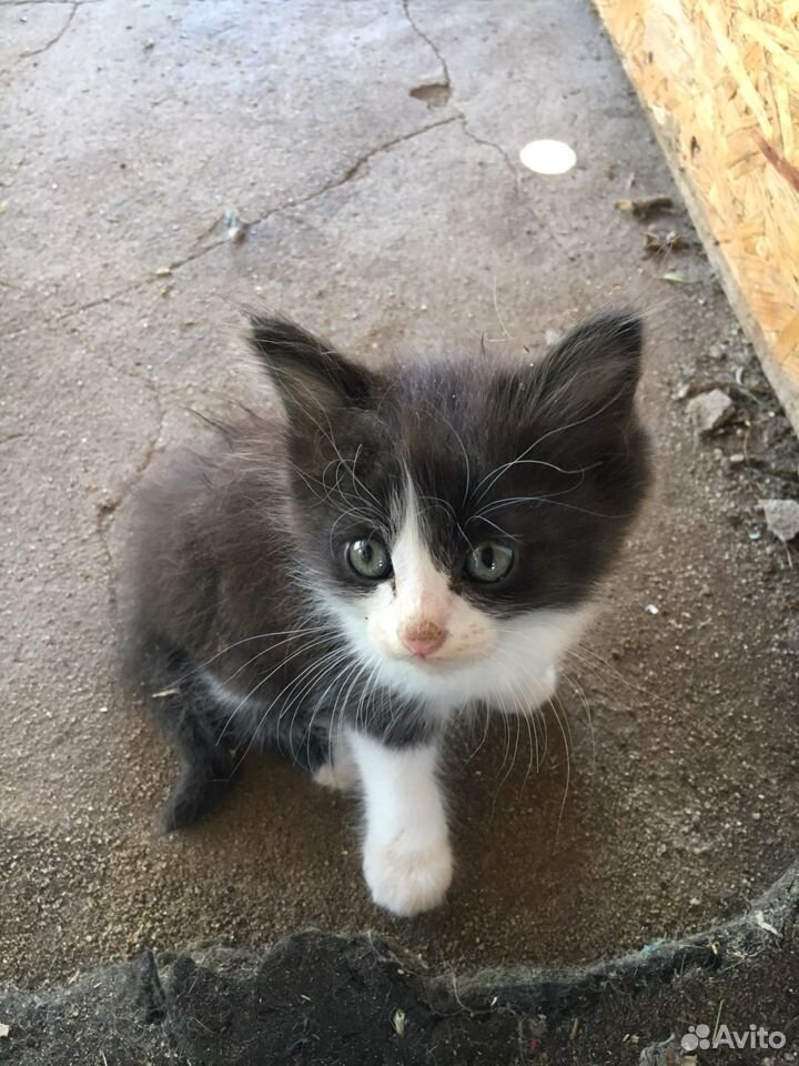Котята - мышеловы бесплатно в добрые руки