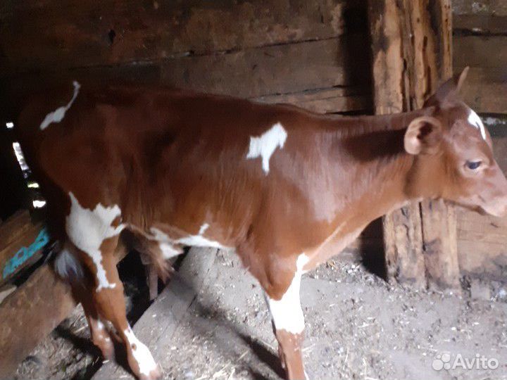 Бычок полтара месячный