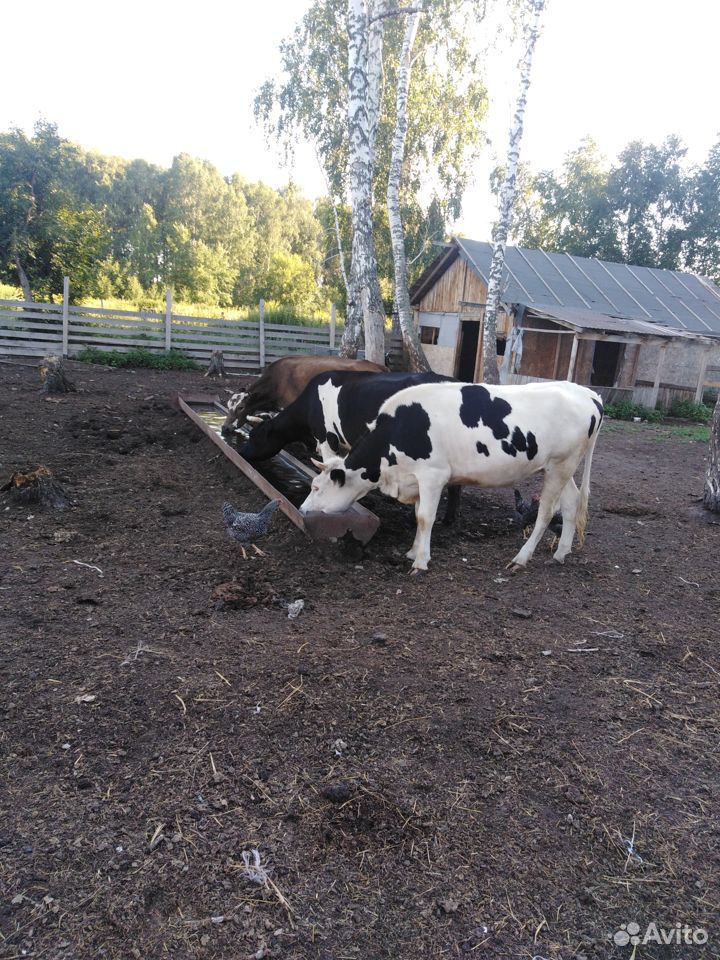 Корова, нетеь, теленок