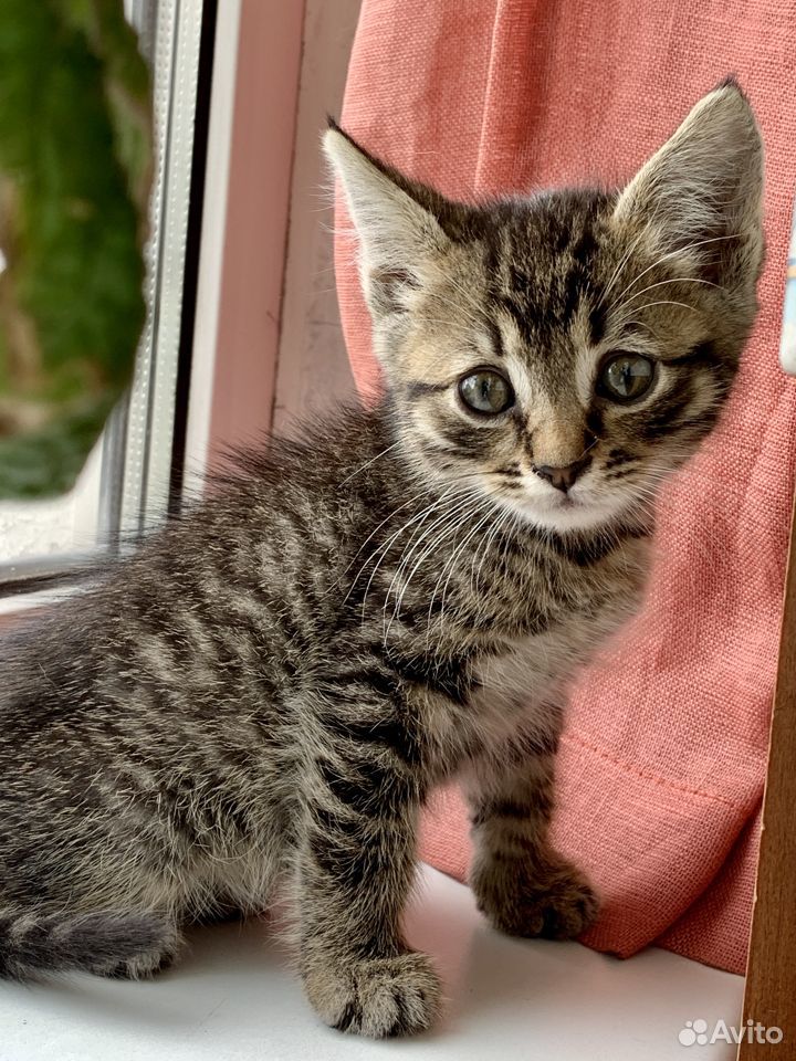 Котенок в дар самым лучшим людям