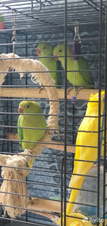 Птенцы ожерелового попугая