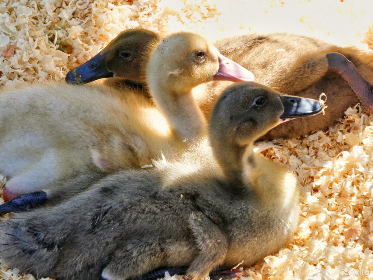 Гусята, утята, бройлеры