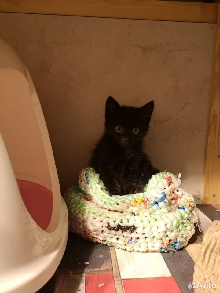 Кошка Найтли, 1,5 мес. (В добрые руки)