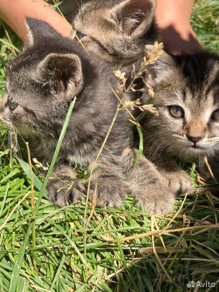 Продаются котята даром