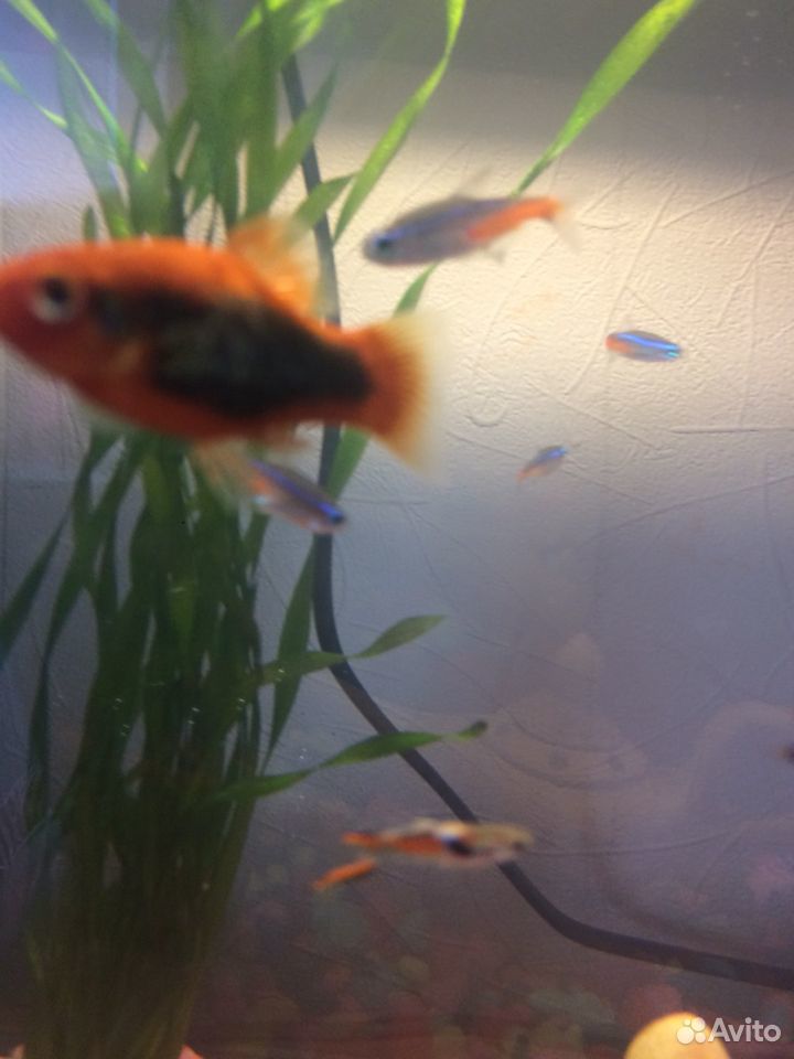 Рыбы пицилии