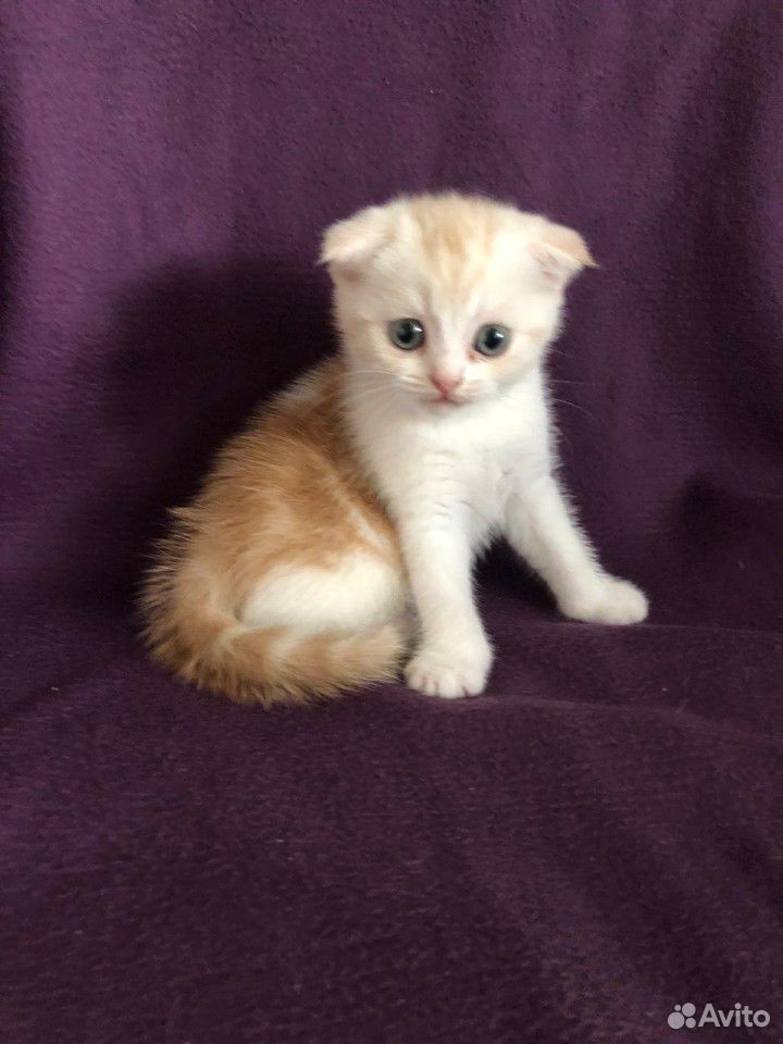 Шотландские котики