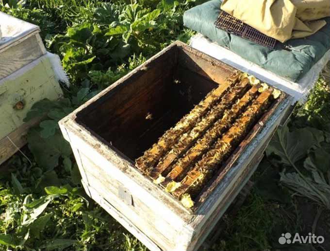 Продам отводки пчел