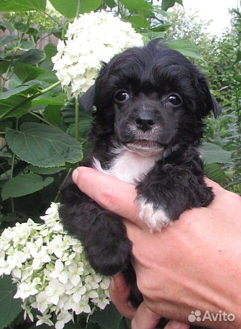 Пуховая девочка чернушечка