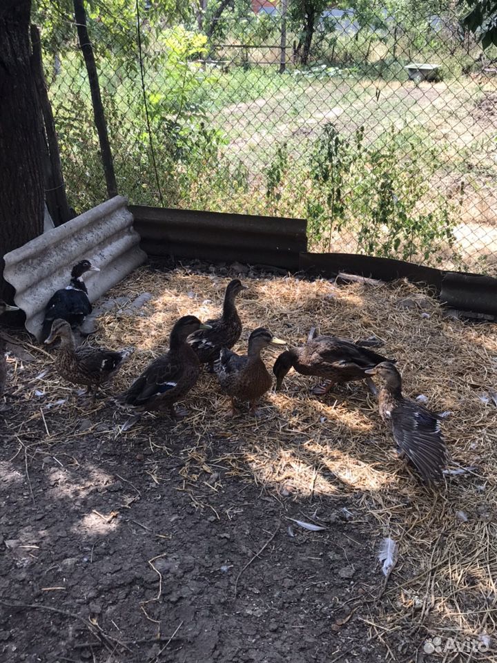 Дикие утки