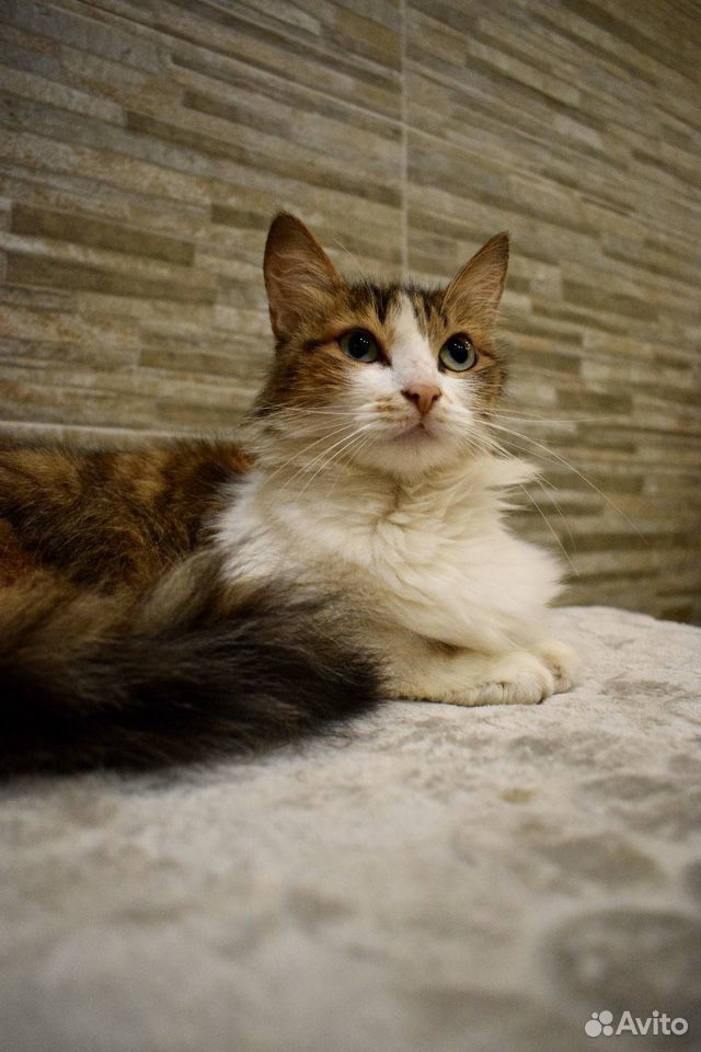Кошка Мимоза ищет дом