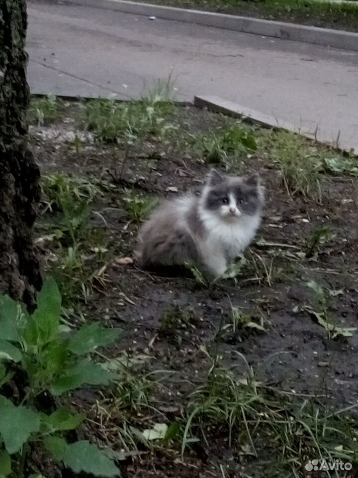 Малыш Жорик 1.5 мес