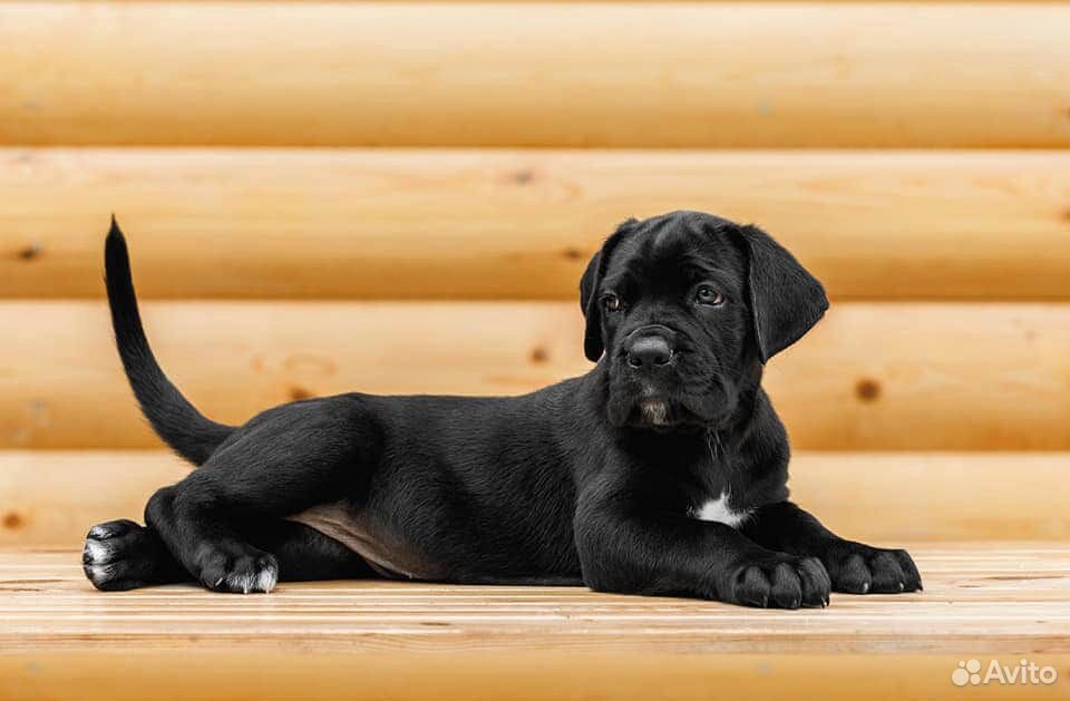Кане Корсо девочка чёрного окраса