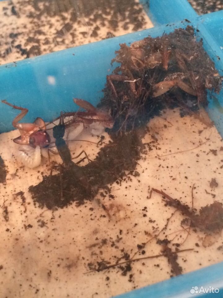 Harpegnathos venator (Венаторы ) Муравьи