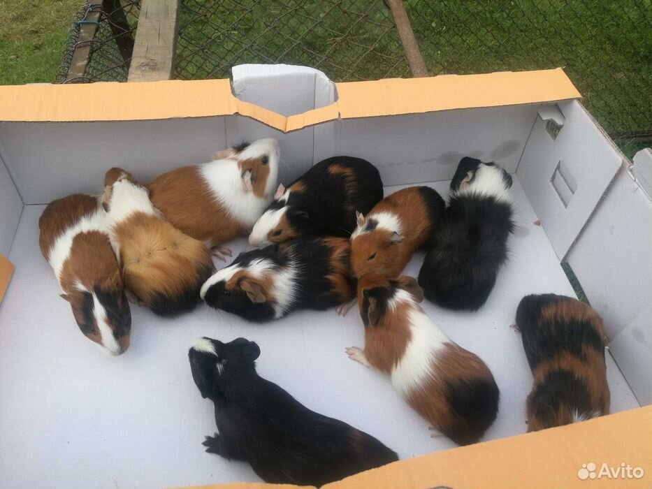 Морские свинки