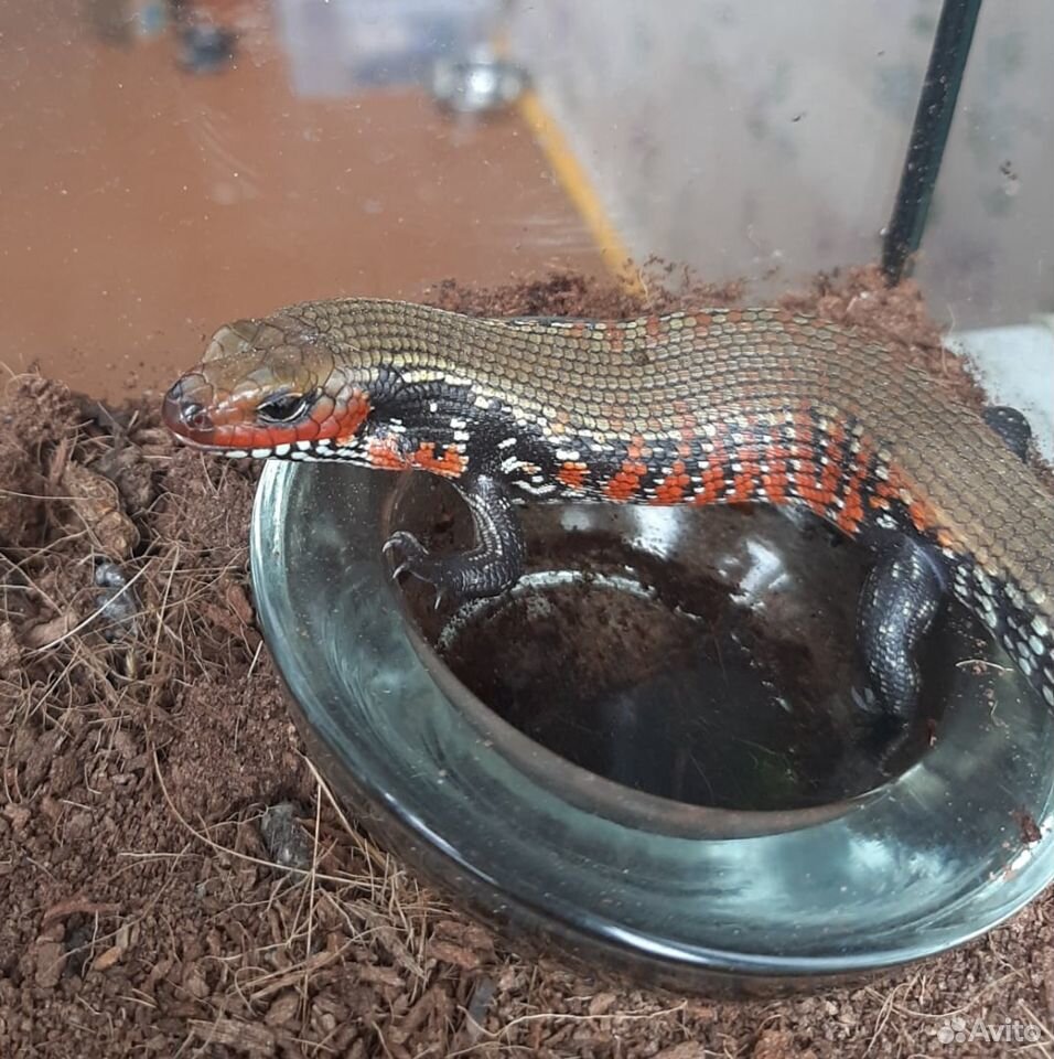 Огненный сцинк