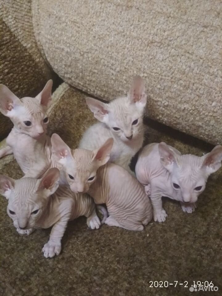 Донской сфинкс котята