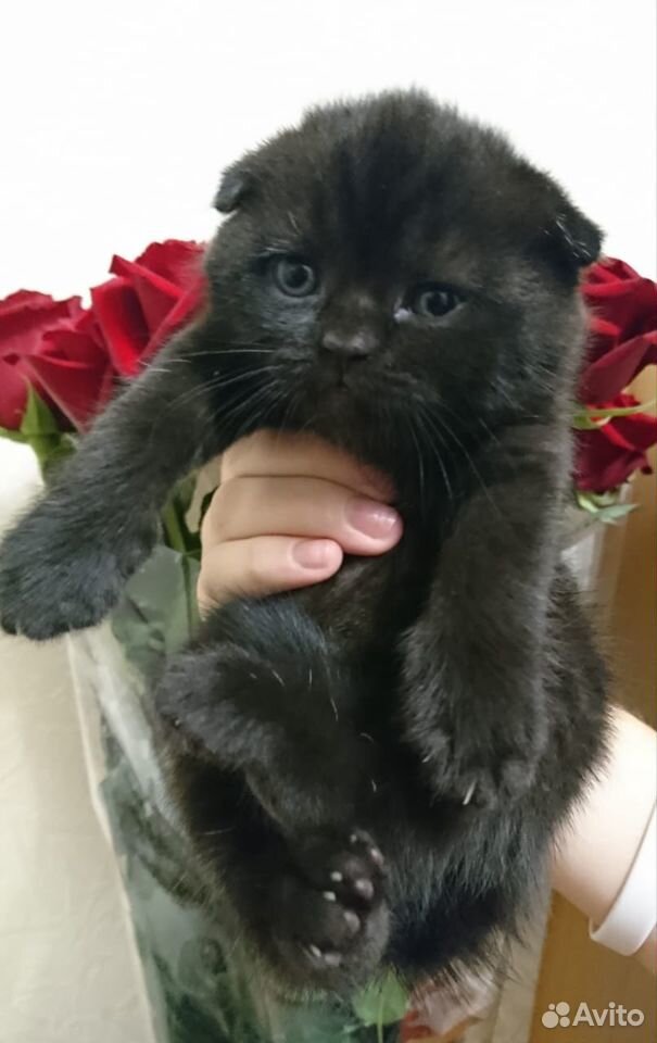 Шотландские котята