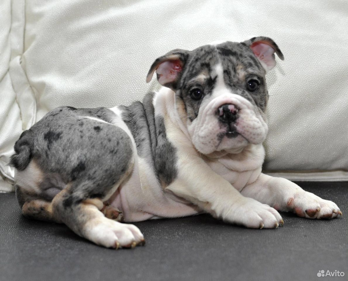 Голубой мерль очаровательный мальчик бульдог