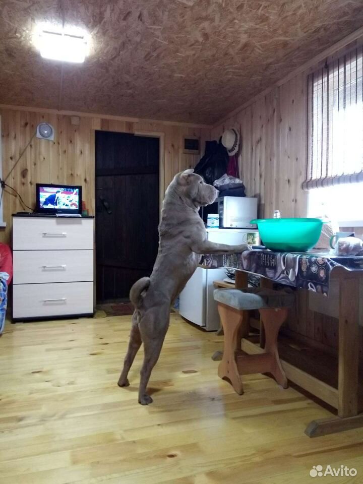 Ищем невесту