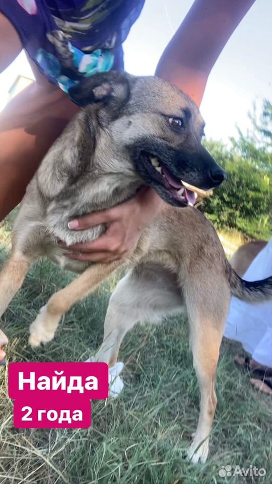 Собака в добрые руки