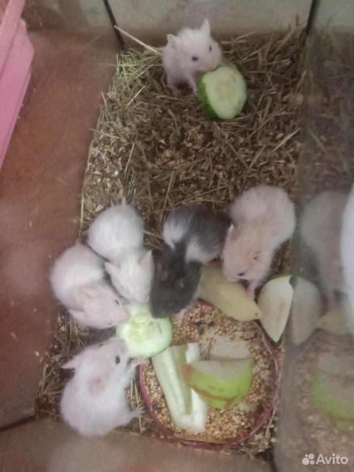 Хомяки