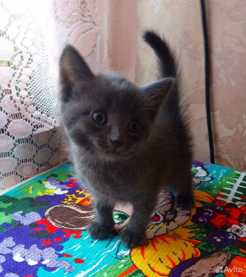 Британская кошечка