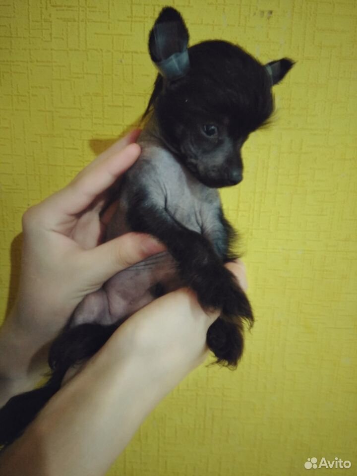 Малышня китайчата