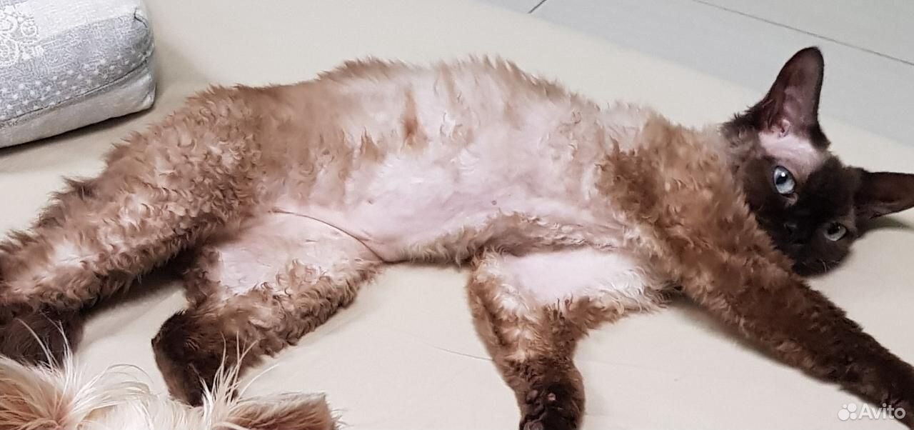 Кот