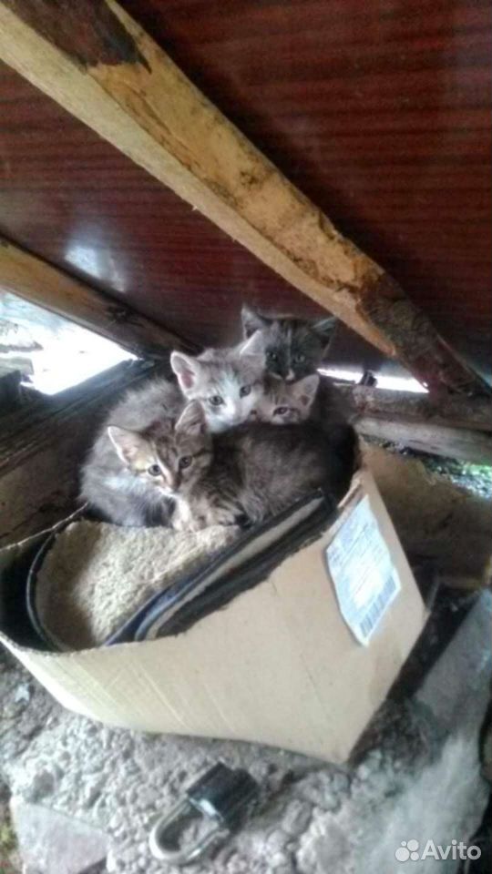 Кошки