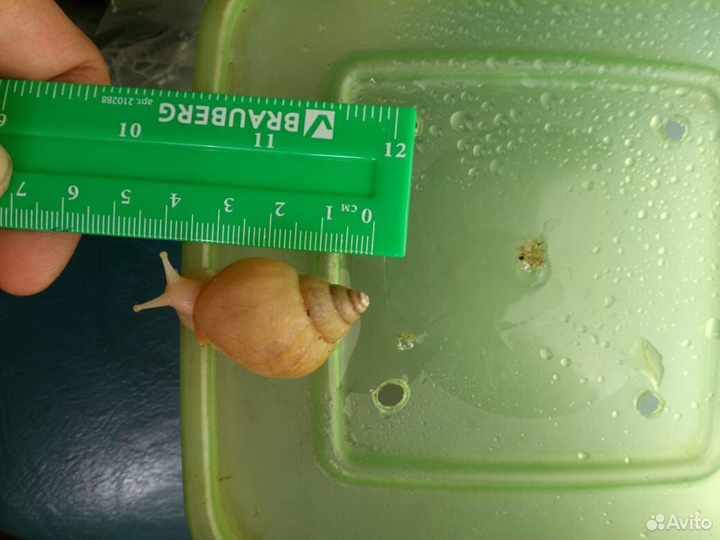 Улитка Родация Альбина Боди