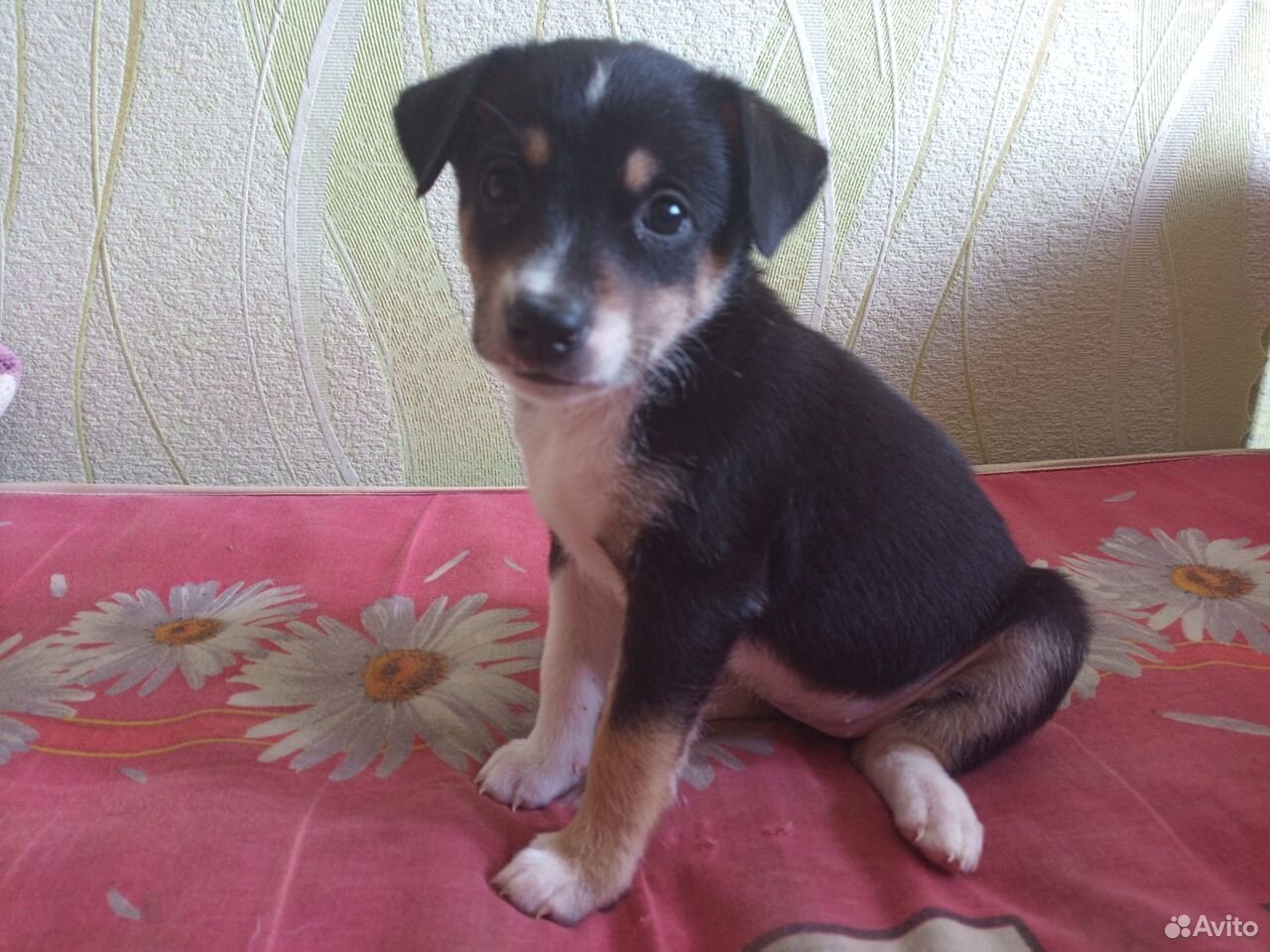 Щенки цвергпинчера