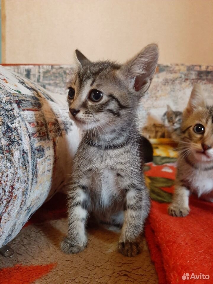 Котята