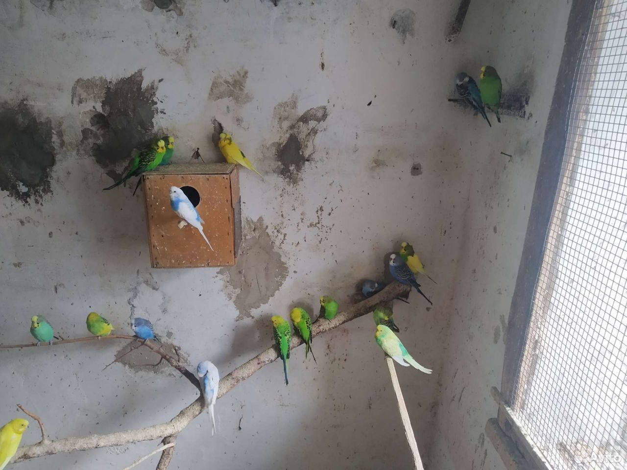 Попугай "Волна"