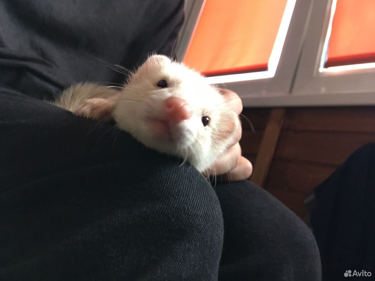 Хорек 2 месяца