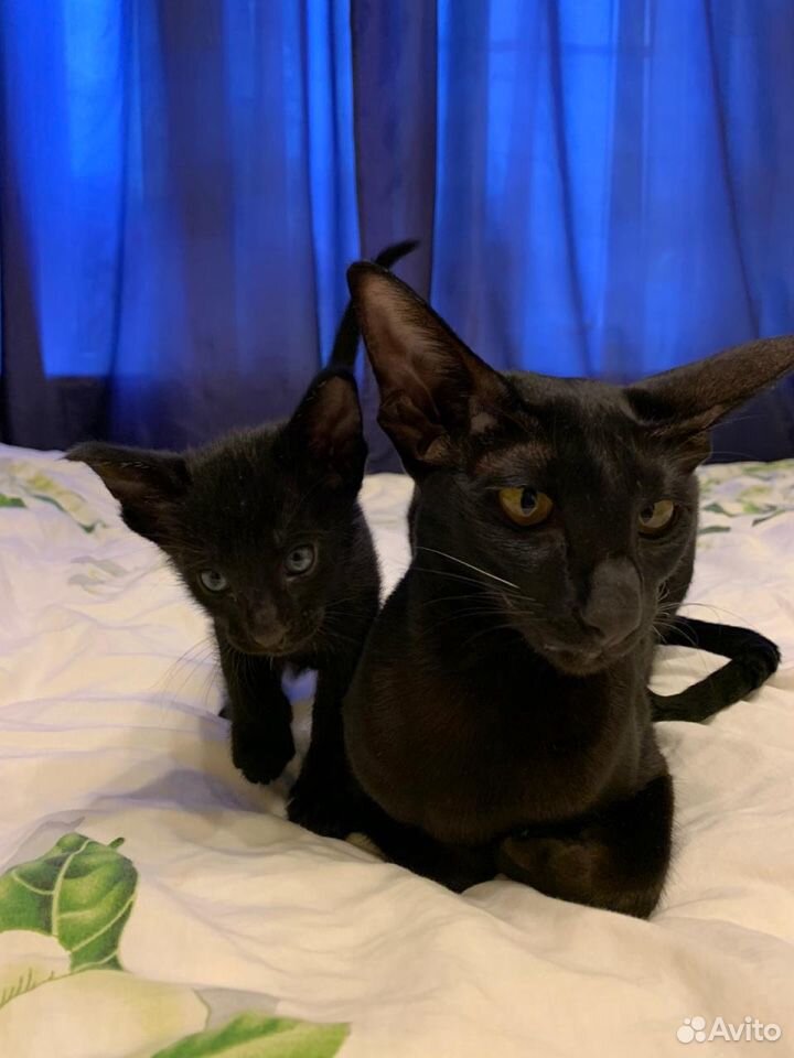 Ориентальные котята