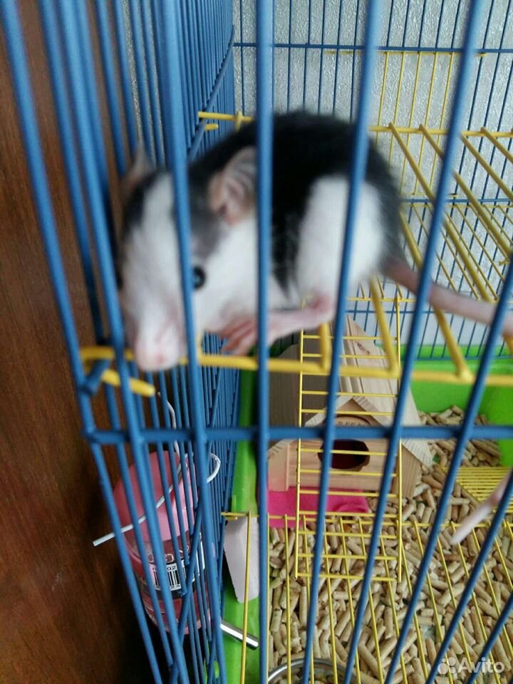 Крыса декоративная