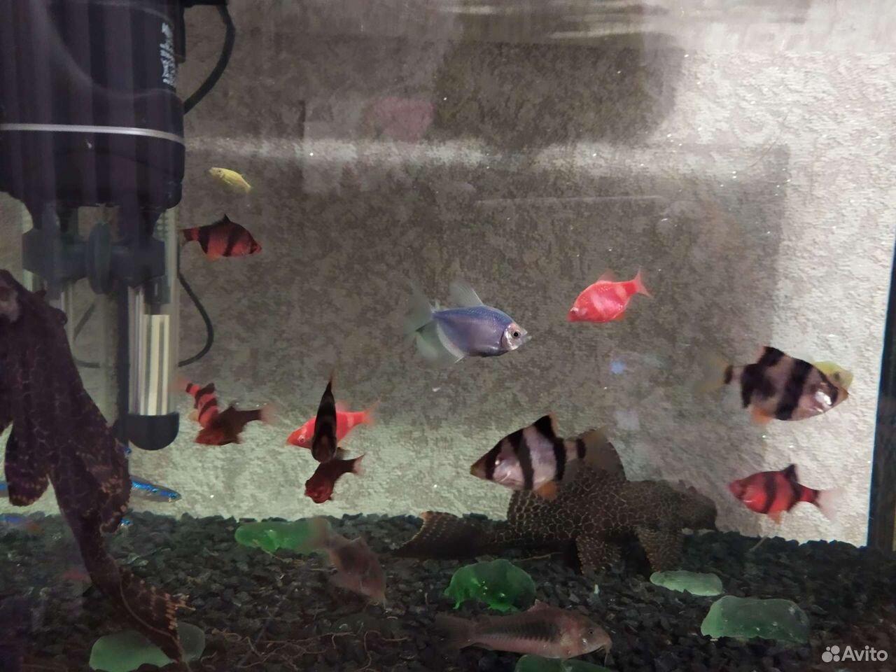 Сомики Птерегоплихт