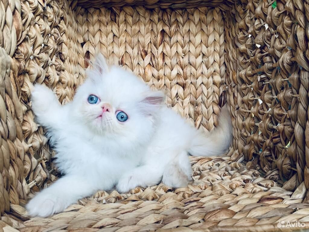 Голубоглазый пеосидский котенок