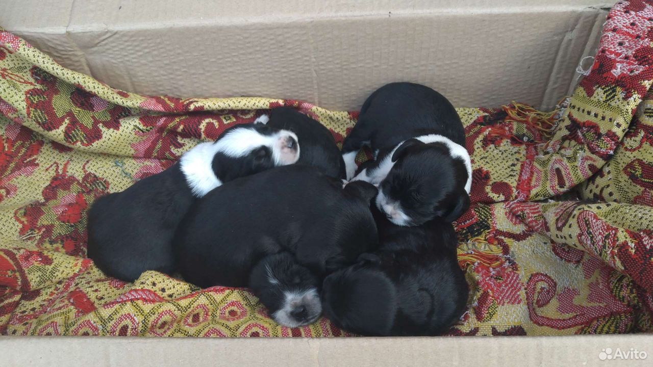 Амириканцкий кокер-спаниель