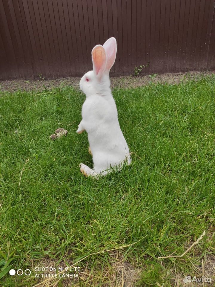 Кролики белый панон