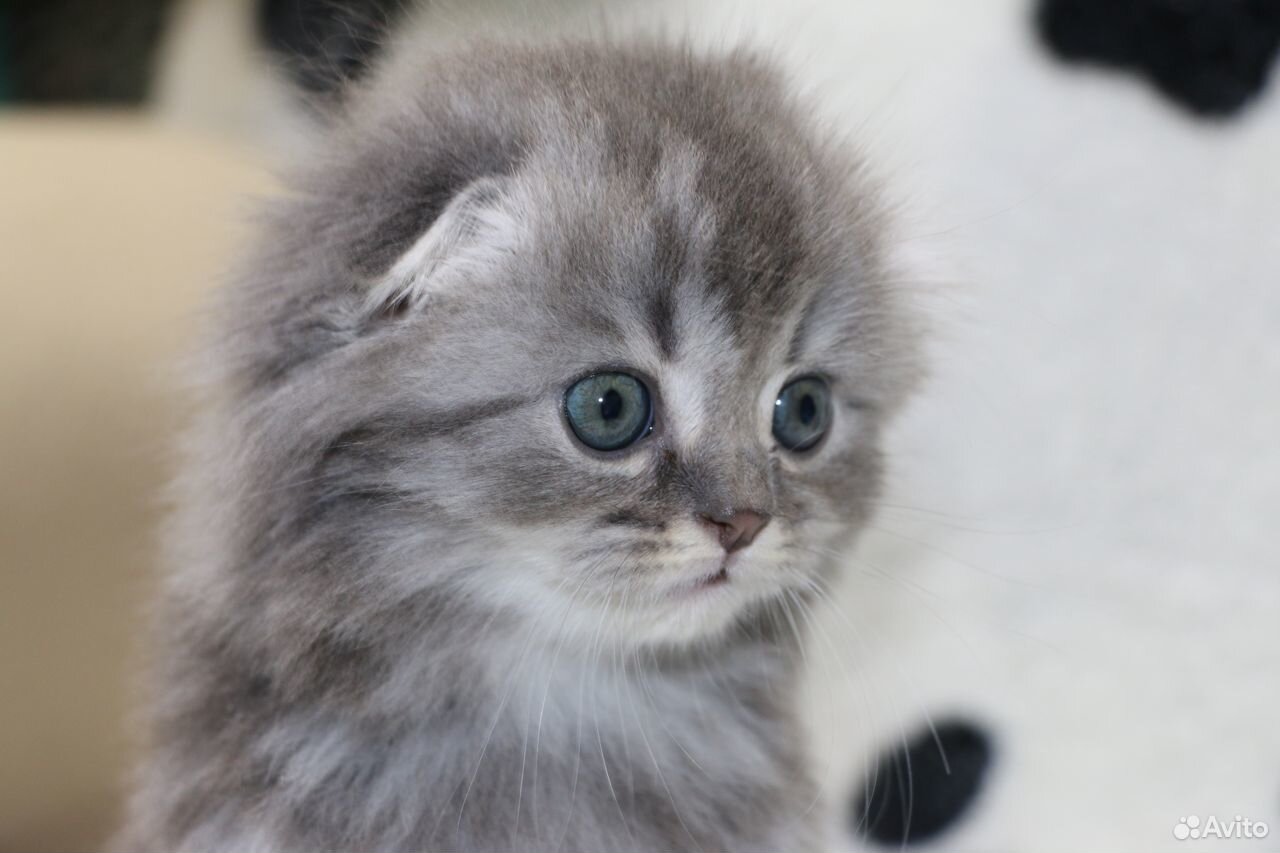 Шотландский котик скоттиш фолд (вислоухий)