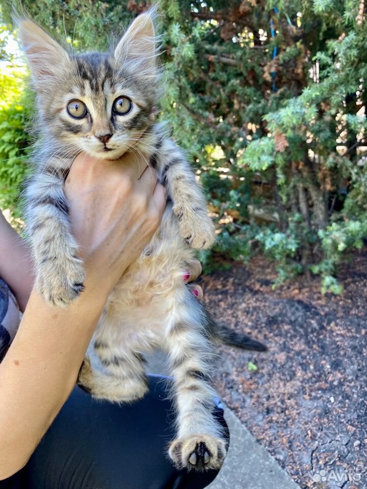 Милые игривые котята 2 месяца