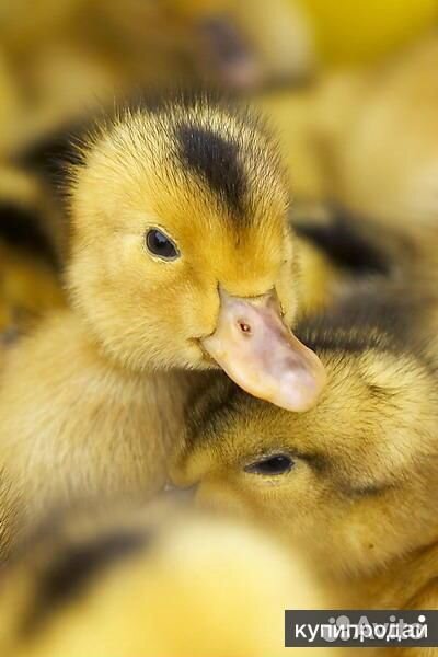 Утята муларды суточные и подрощенные (Франция)