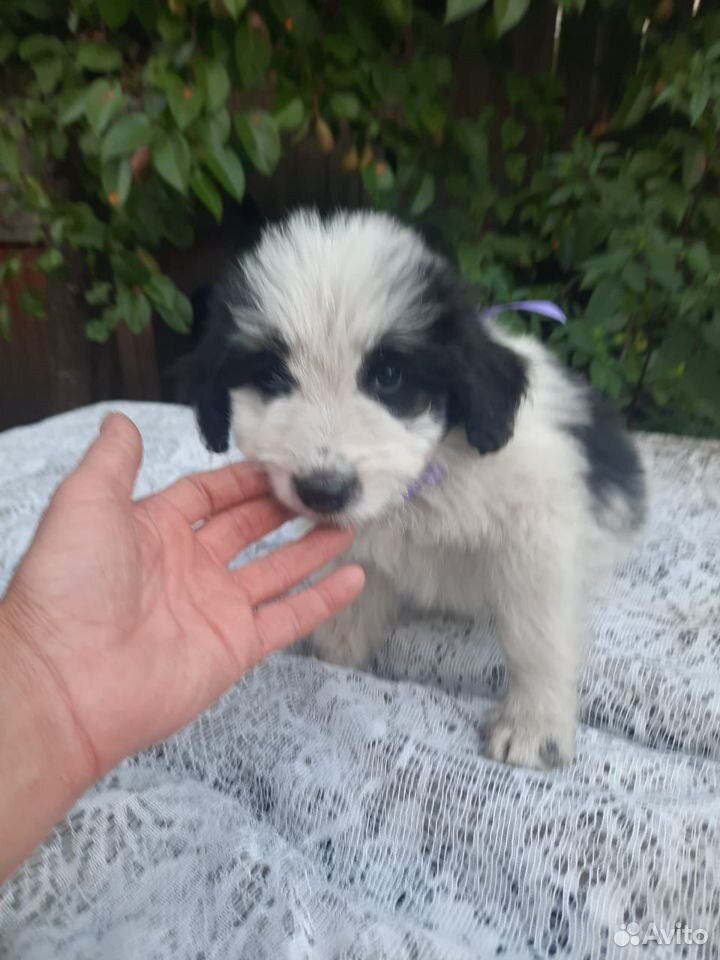 Щенок Геша, 3 мес