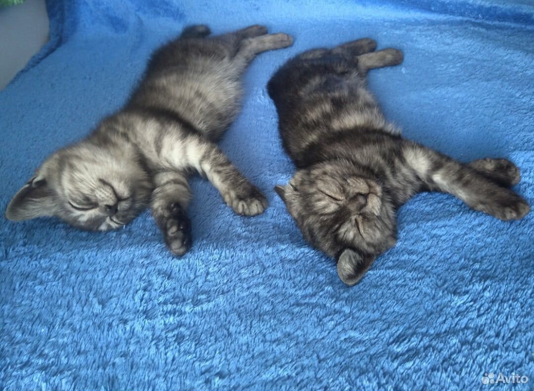 Темненькие котята скоттишь-страйт