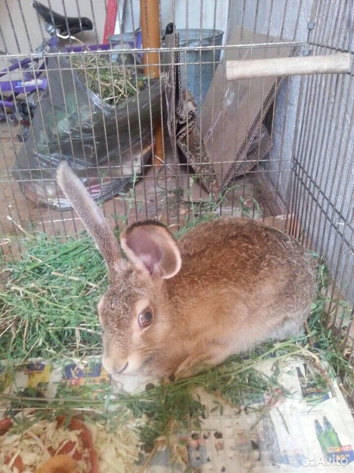 Продаю зайчиха вместе с клеткой.возраст 3-4 месяца