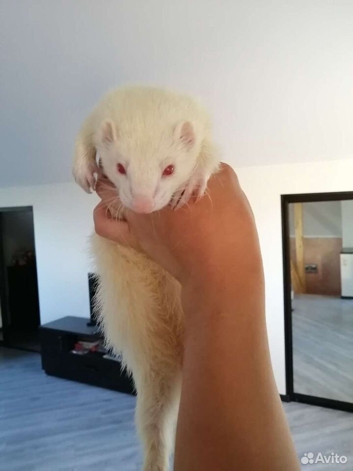 Хорёк-альбинос